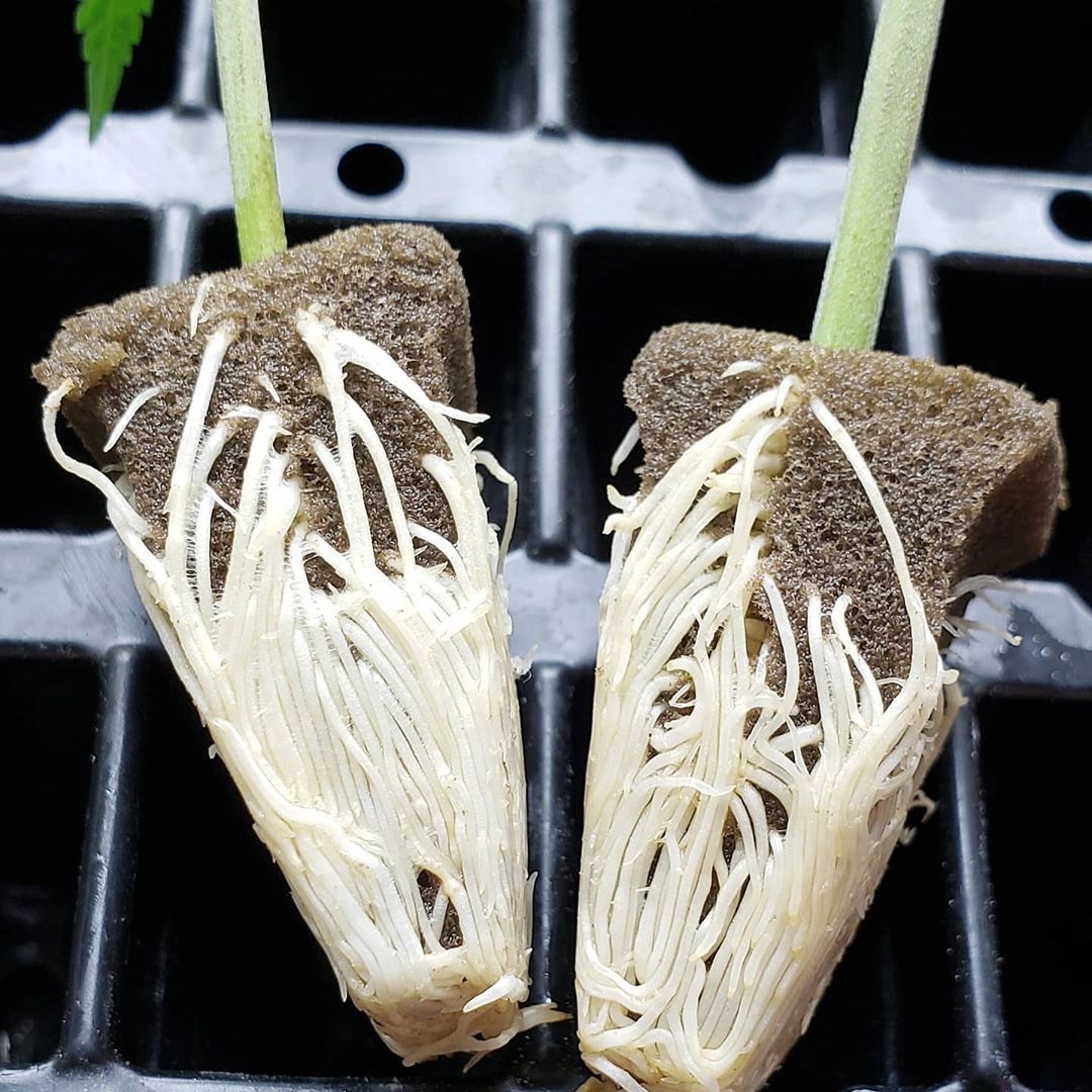 Cannabis Seeds In-Store in All Missouri Locations