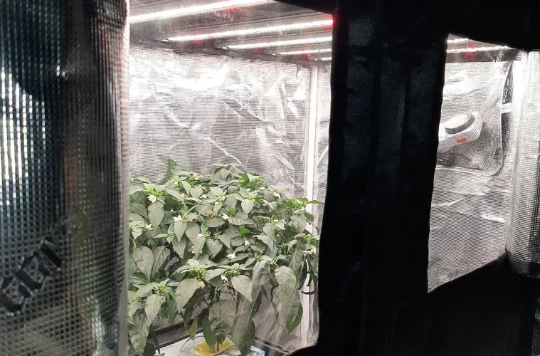 Setting Up Your Grow Tent