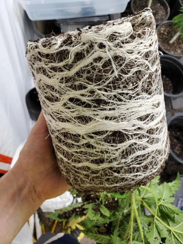 Transplanting: Every Stage