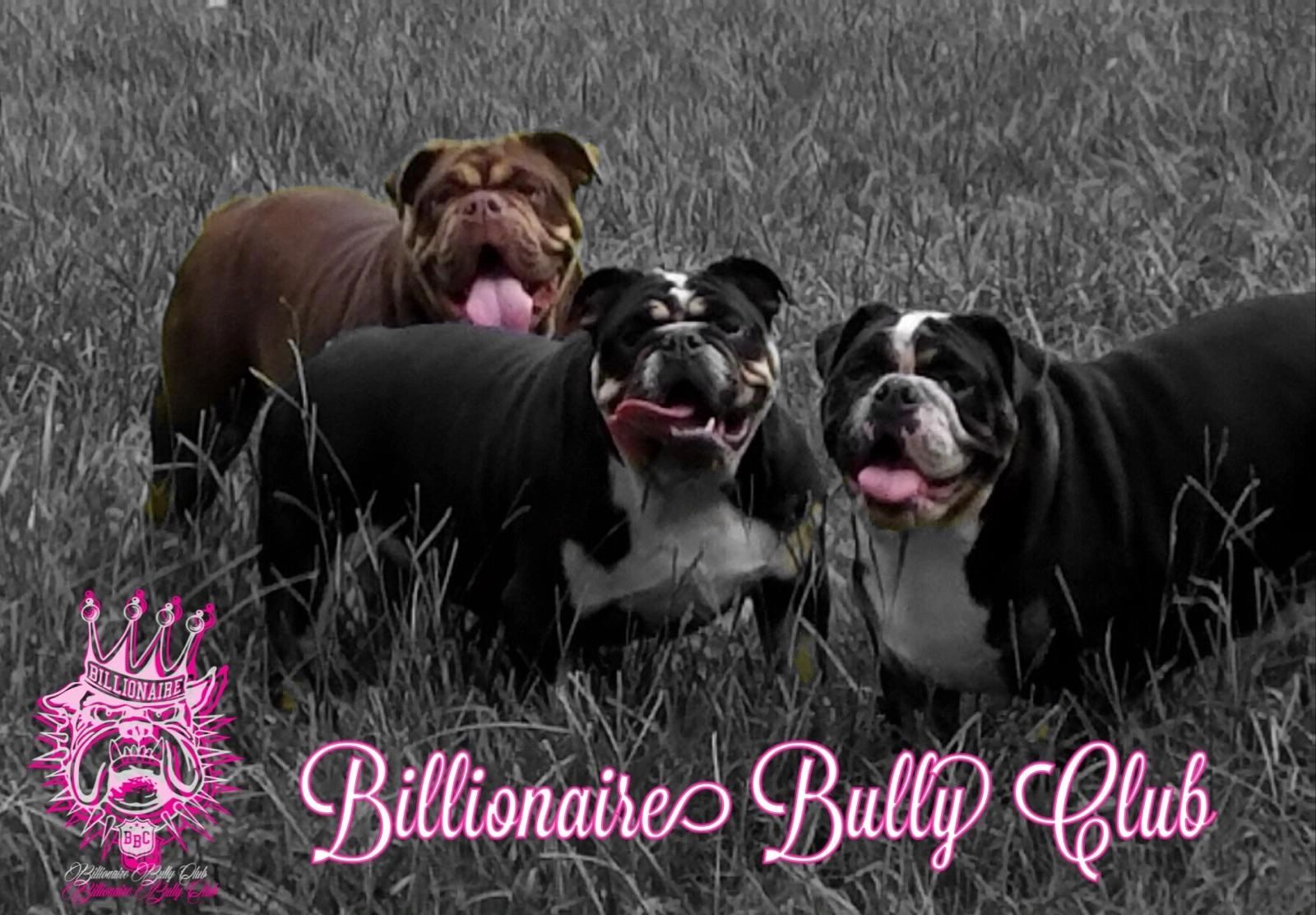 Billionaire Bully Club - Bulldog Breeder, Custom Apparel