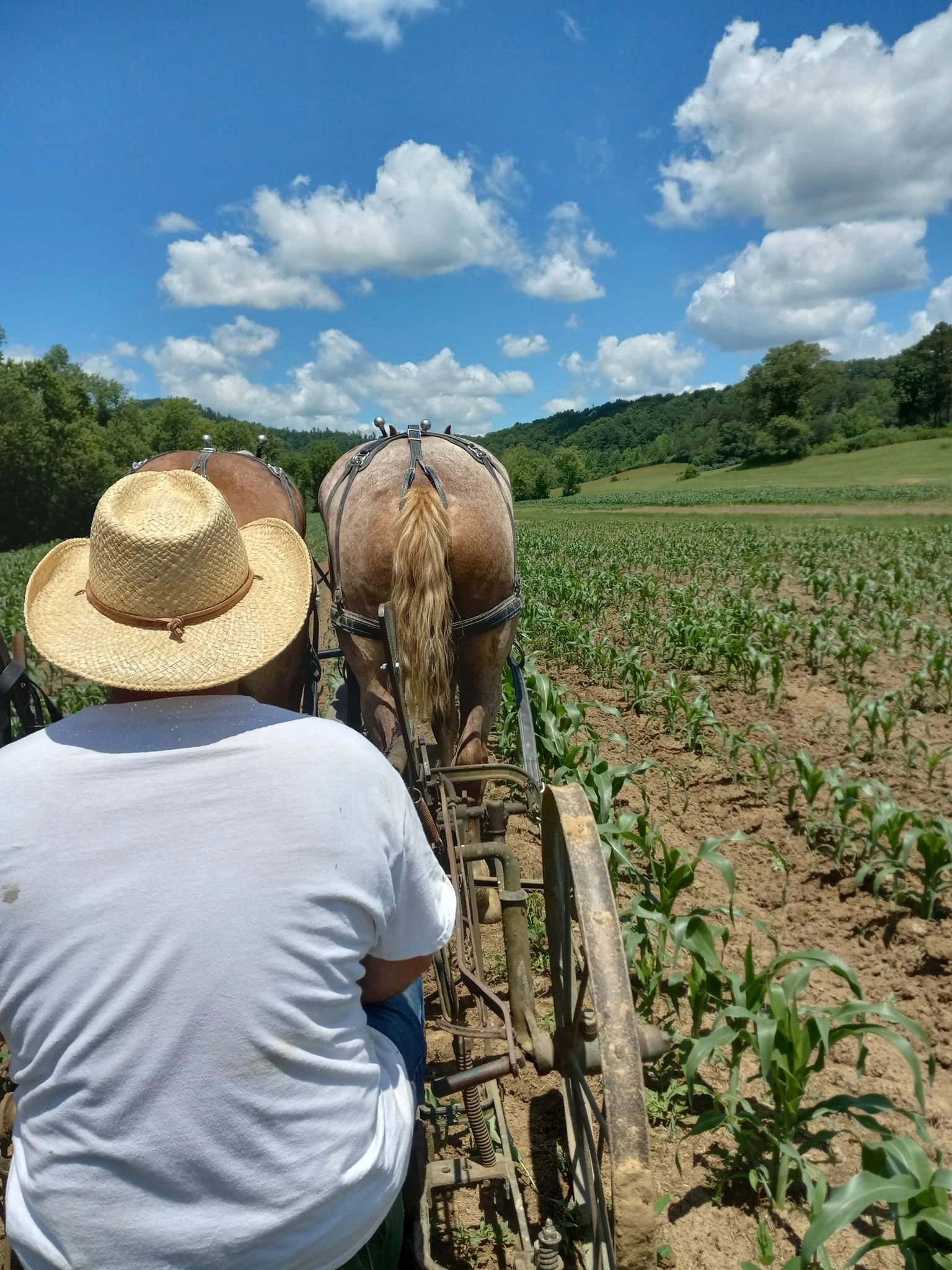 Sally Gap Farms