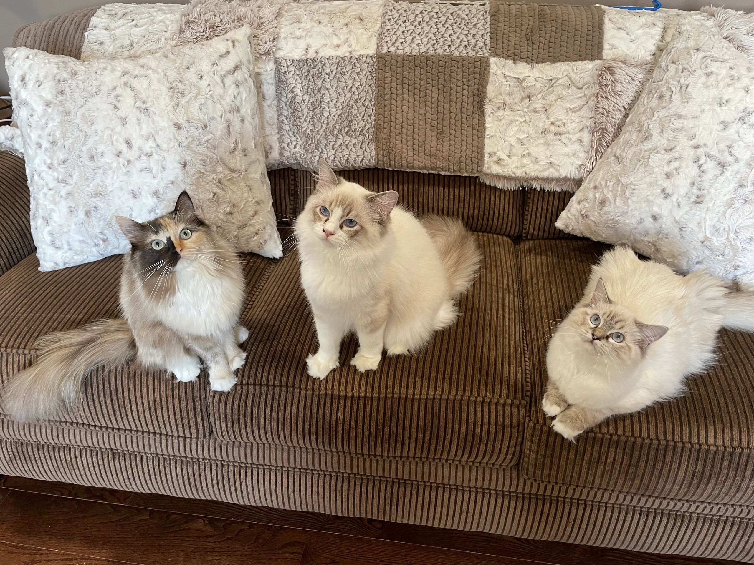 Tina's Raggies