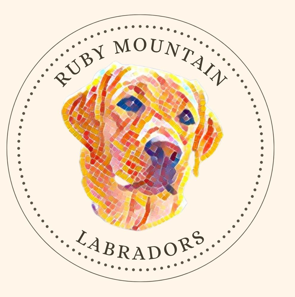 Previous Litters | Ruby Mountain Labradors