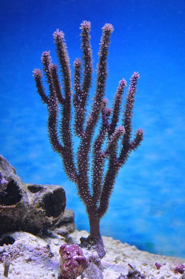 Purple Gorgonian