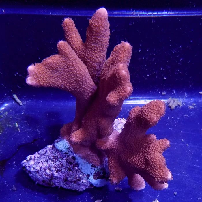 Pink Digitata Frag