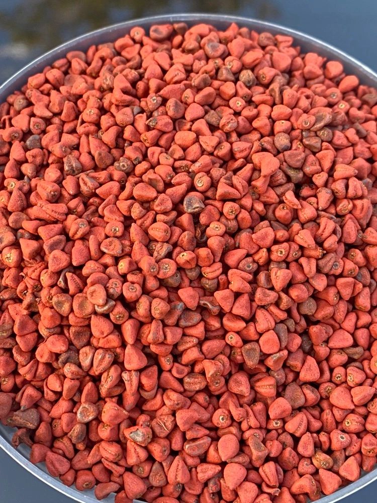 Annatto Seeds