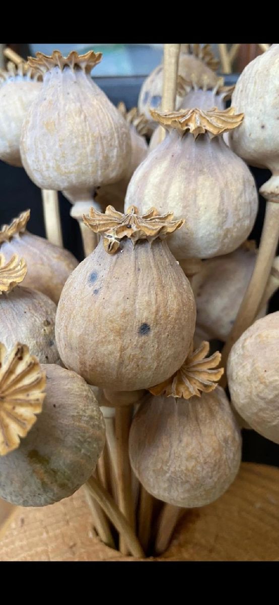 Decorative Poppies- China Blue Variety Free Shipping over $100.