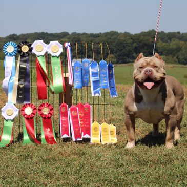 Culture Kennels - Tri Color American Bully Puppies, Lilac American ...