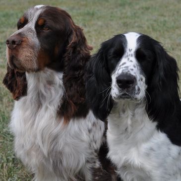 Current Events | Rocky Mountain Springer Spaniels