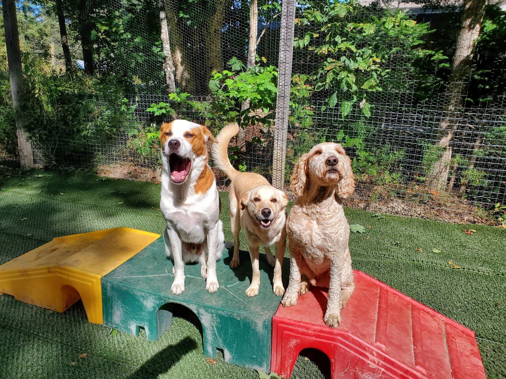 Wag Wise Dog Coaching and Education