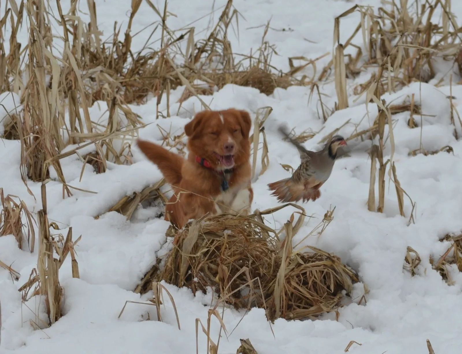 Nova Scotia Duck Tolling Retriever
