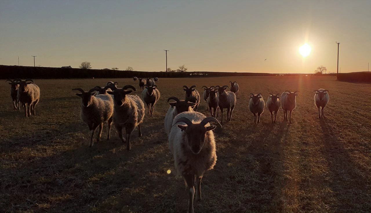 Dartridge Sheep - Rare Breed Sheep, Castlemilk Moorit Sheep