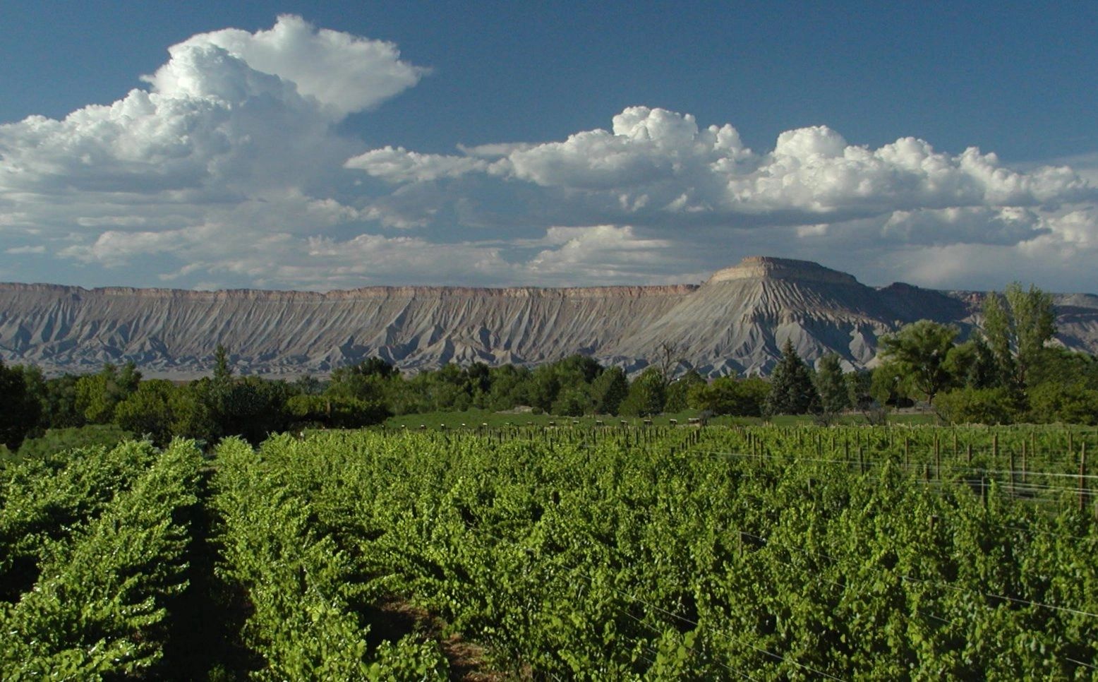 Hermosa Vineyards - Winery, Vineyards