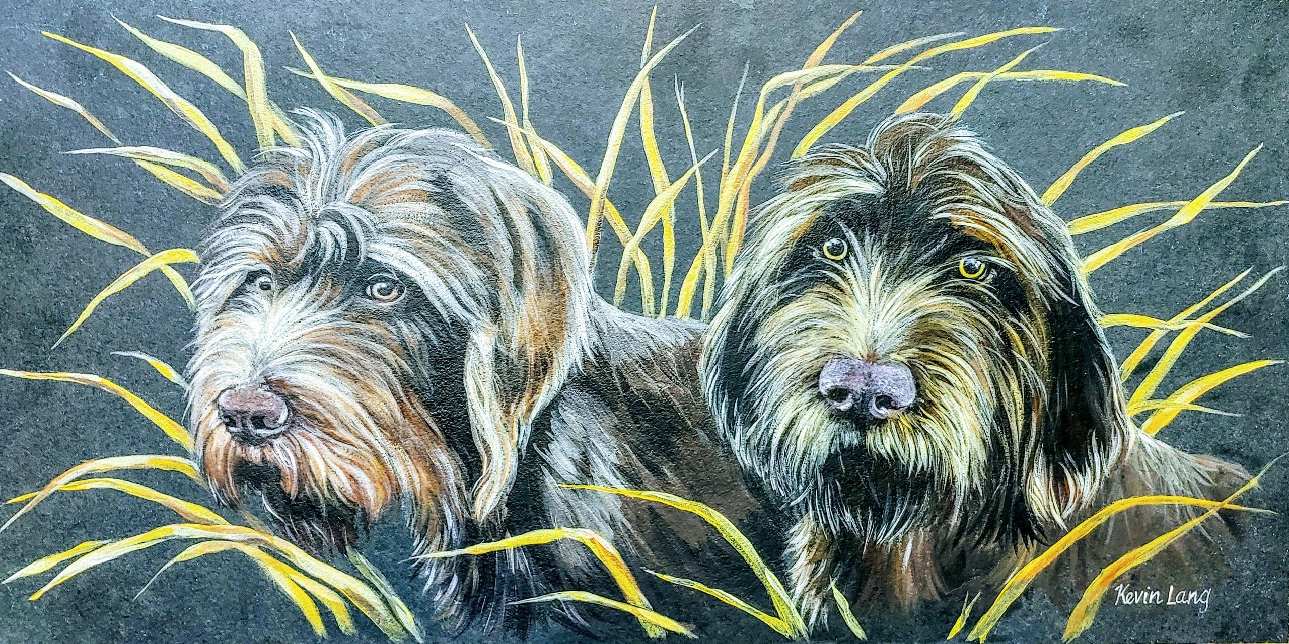 Versatile Hunting Dogs - Second Wind Pudelpointers