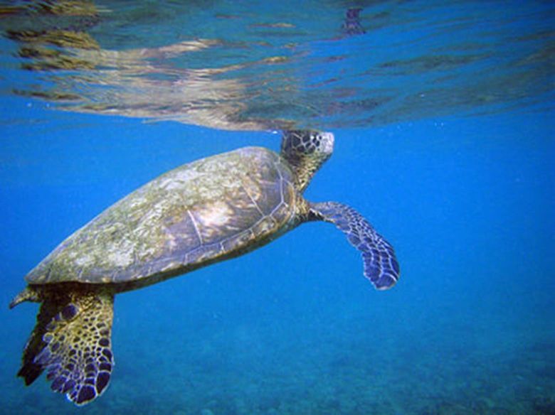Turtle Pumps
