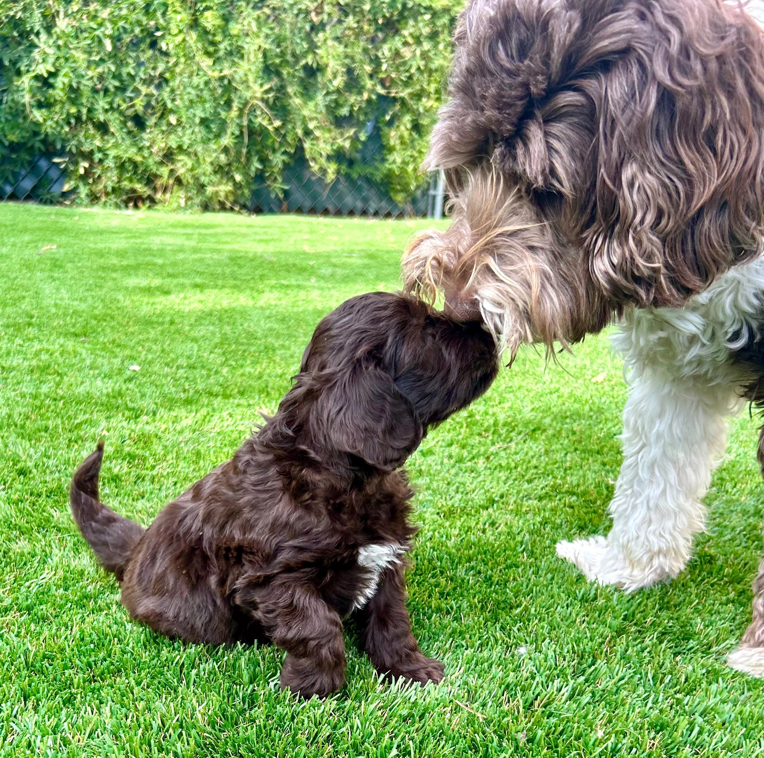 Sweet Time Labradoodles - Multigen Labradoodle Puppies, Australian ...