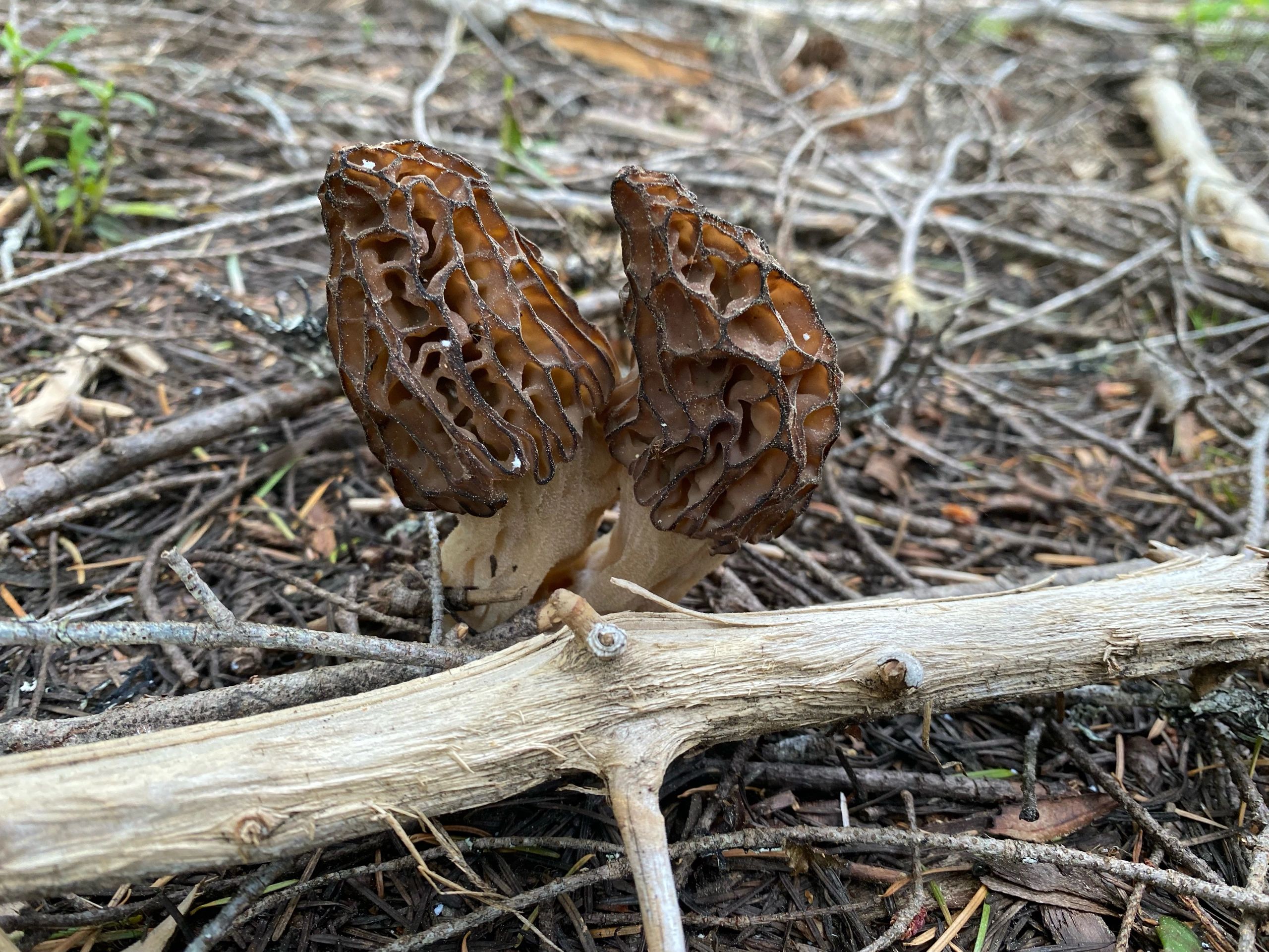 Adoption Trauma Directly Impacts Somatic Memory