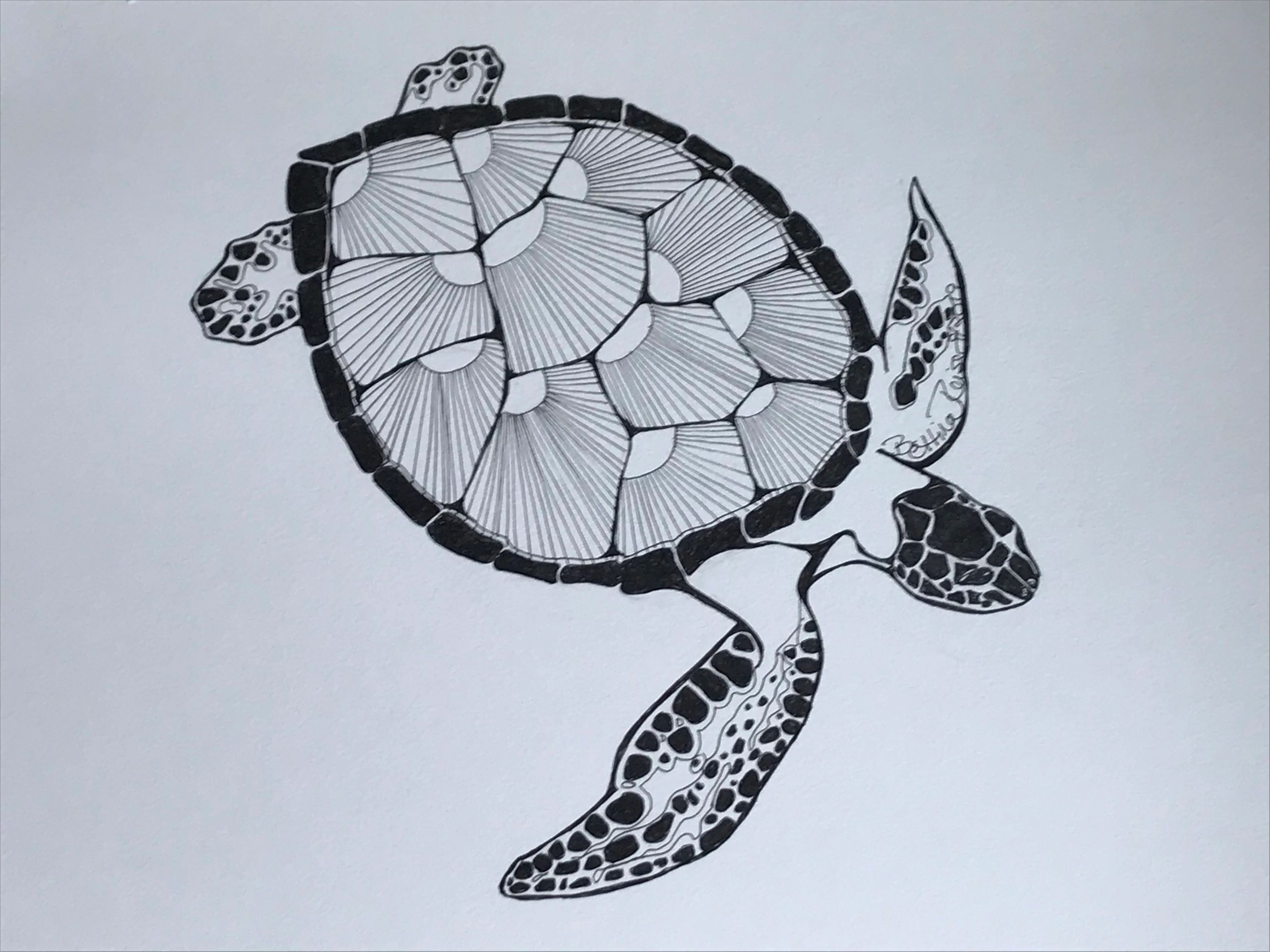 Tangle Turtle Art - Zentangle Inspired Art, Pen and Ink Drawings