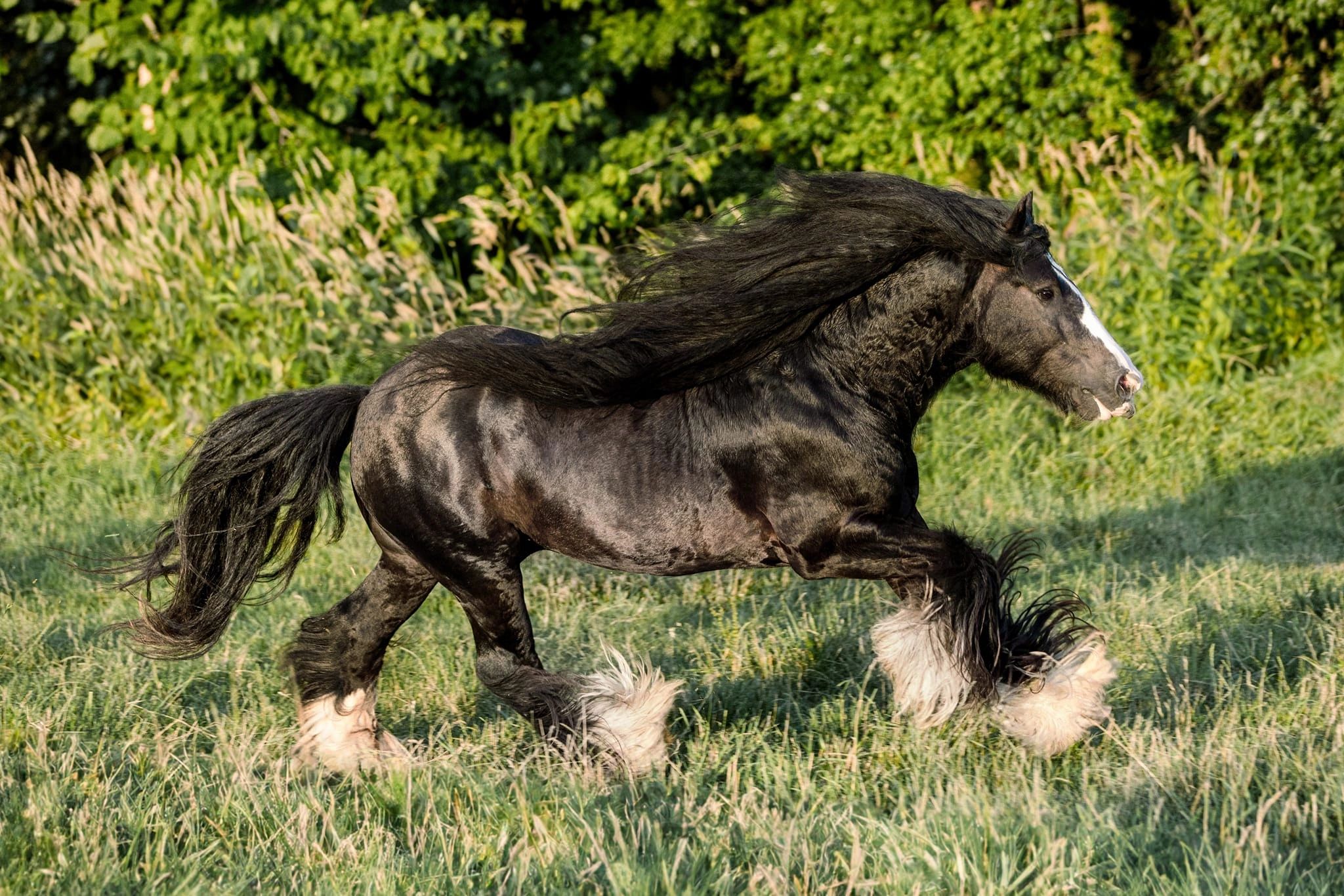 Premium Horse Skin Care Products | The Hale Horse