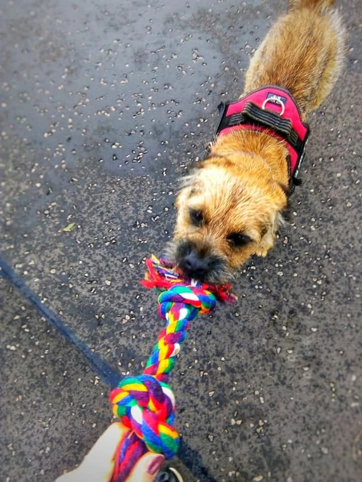 Top Tips to BOOST your Dog's Recall!