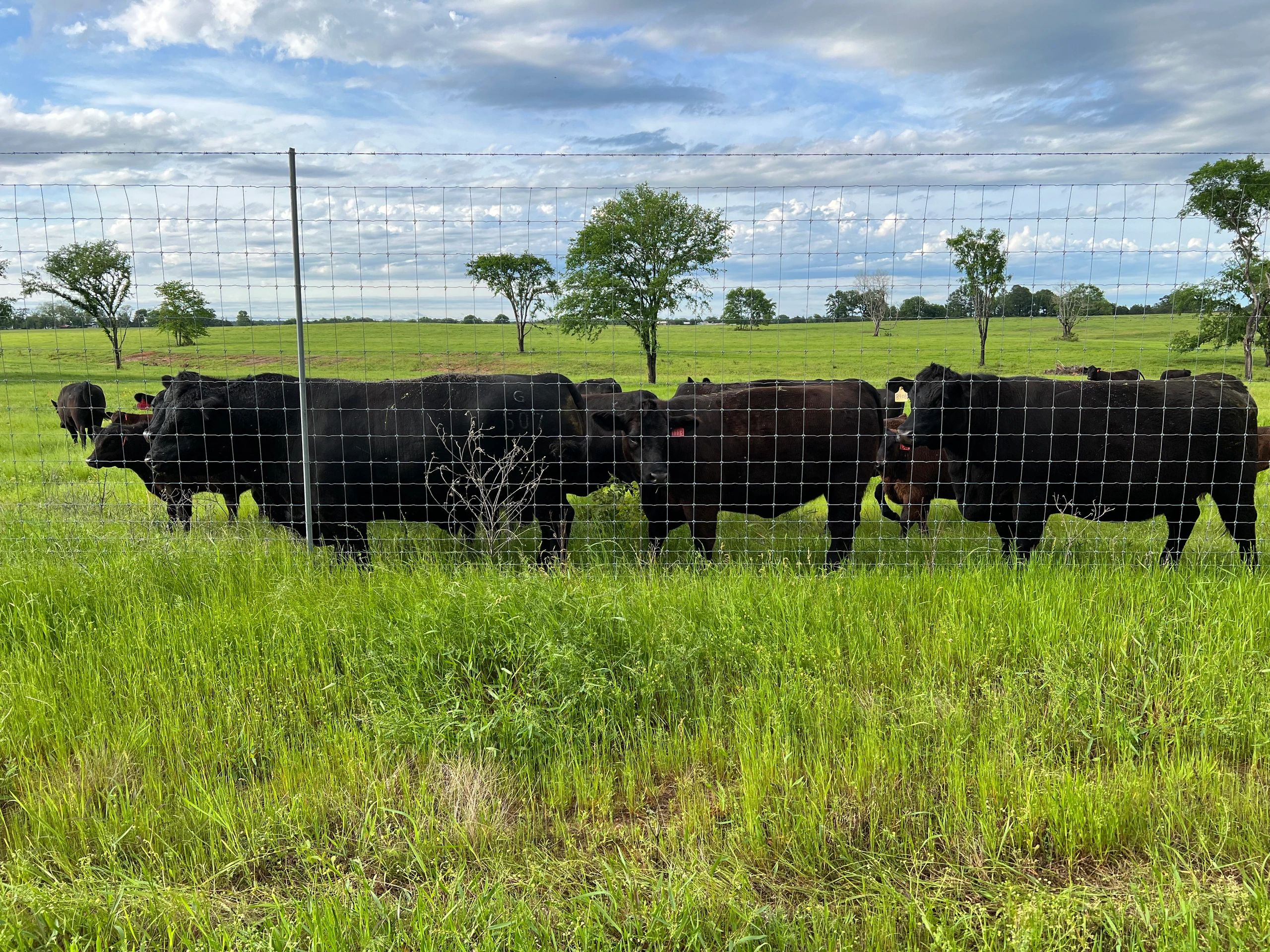 WATER GAP FENCES | BR-FENCING