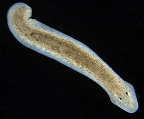 Battling Flatworms: How to Eliminate Planaria in Your Aquarium Us