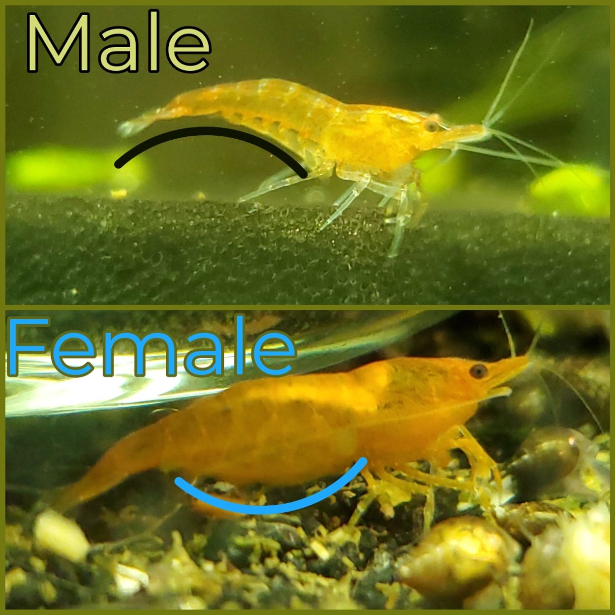 Sexing Your Shrimp Shrimpin Aint Ez