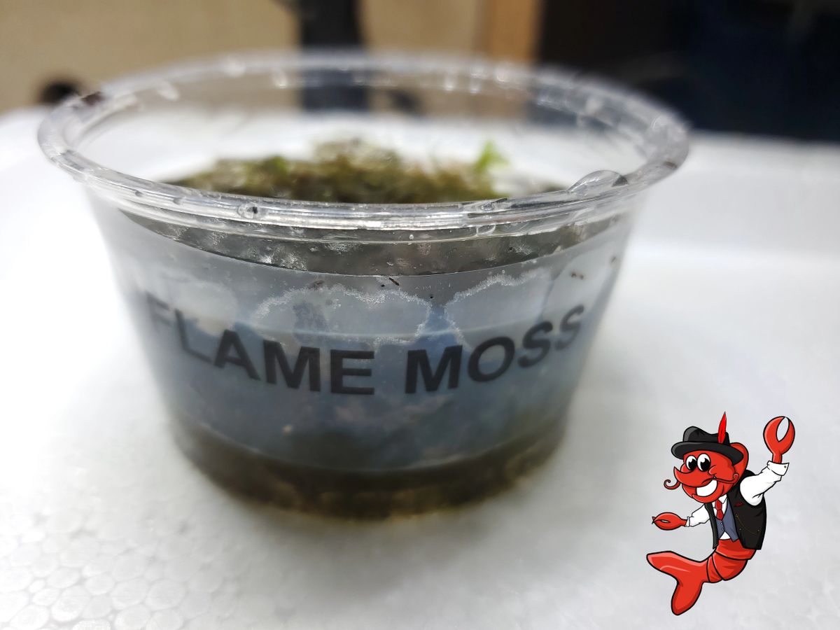 Flame Moss