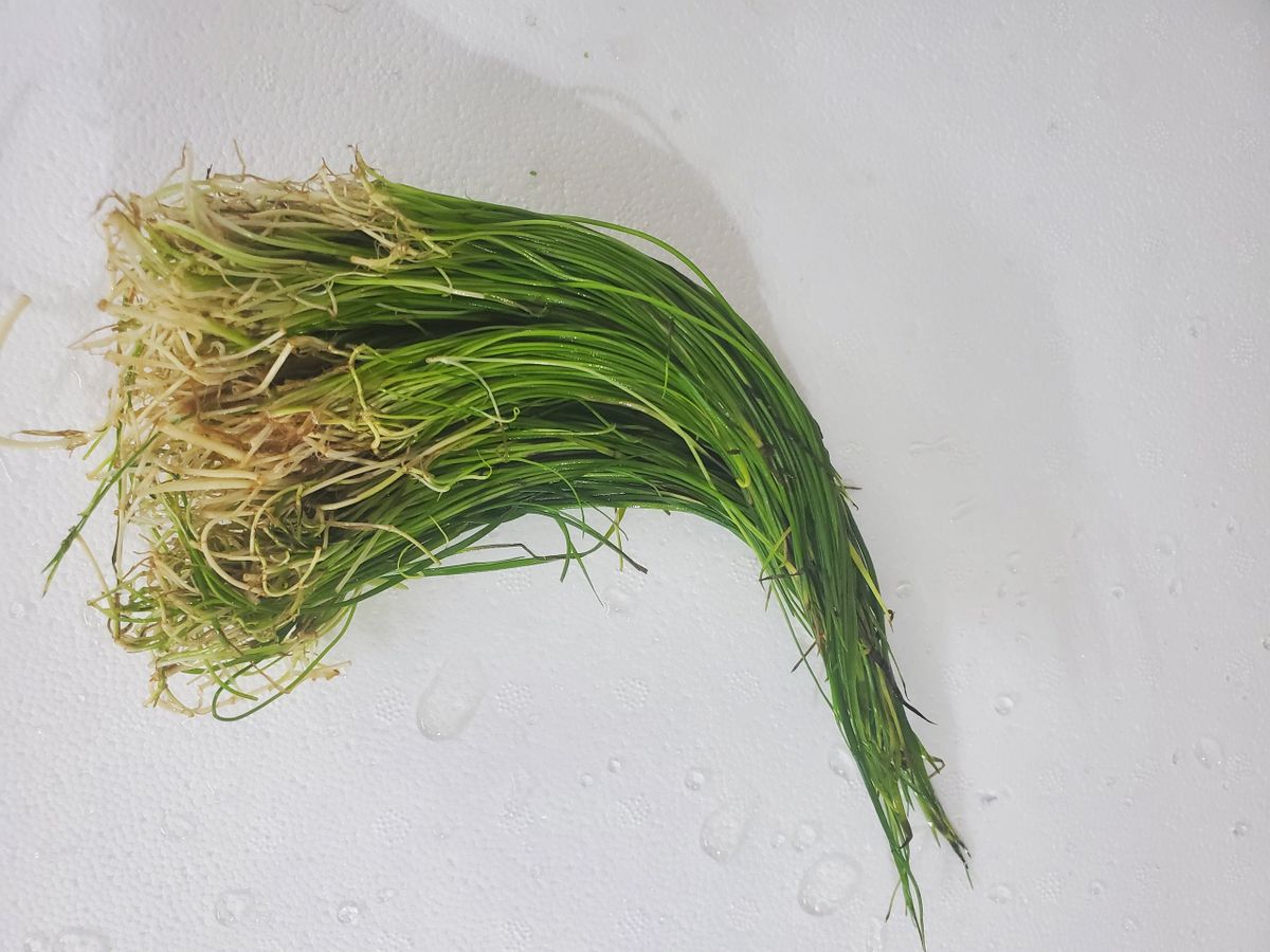 Micro Sword (narrowleaf)