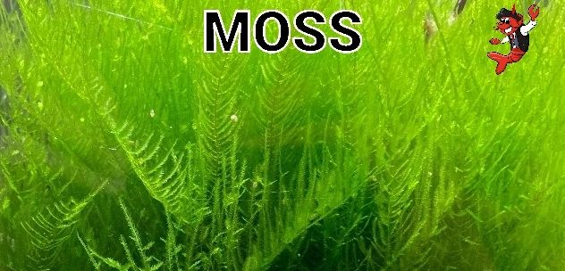 Moss