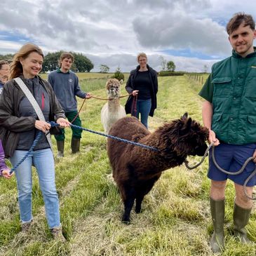 Visit Mayfield Alpaca Farm, Ringinglow
