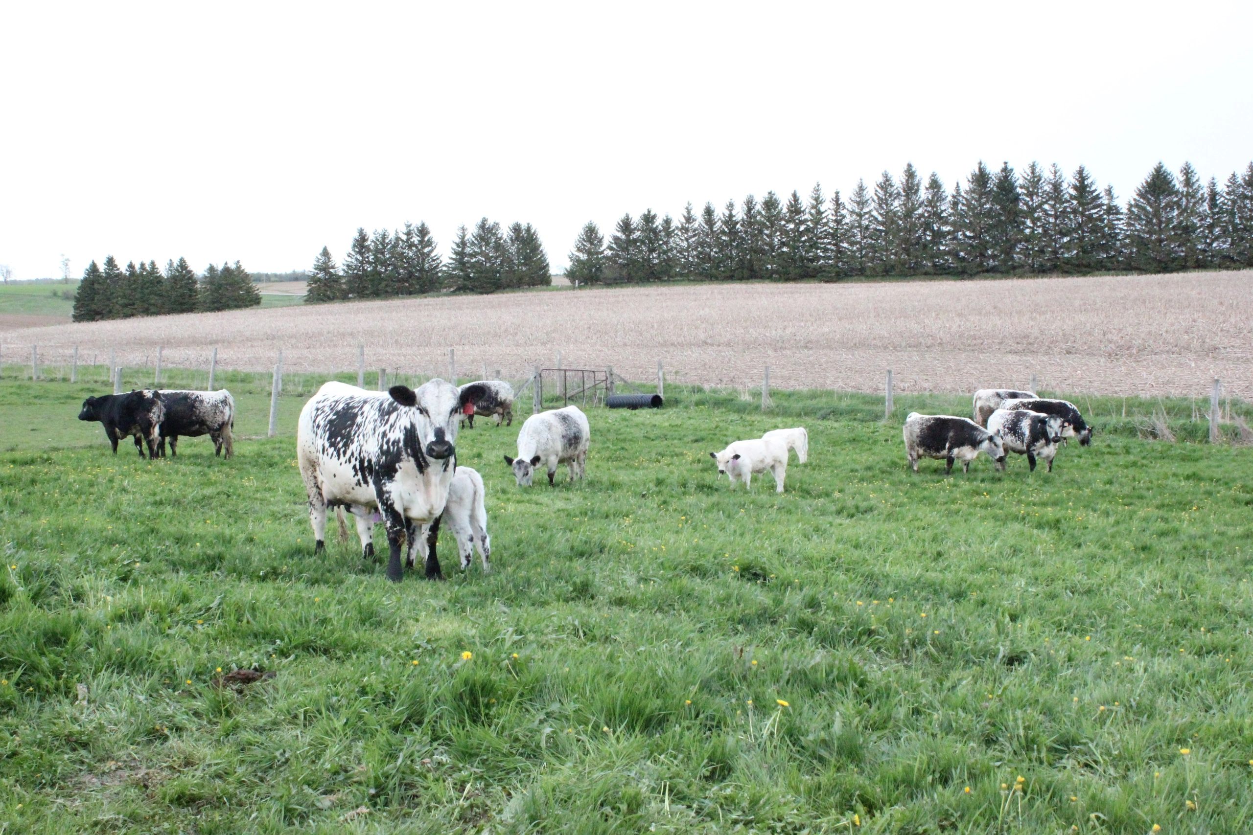 Premium Speckle Park Beef | JC Cattle Co