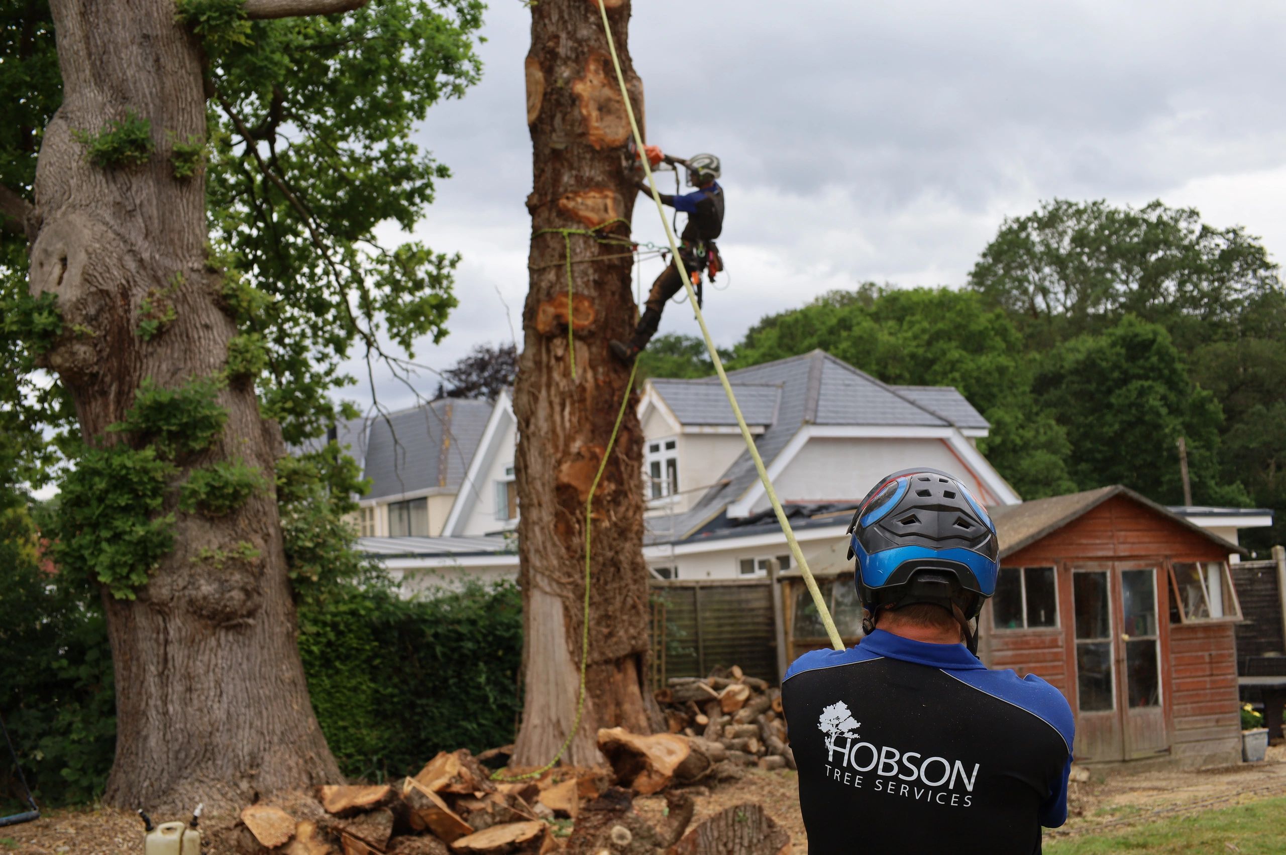 Hobson Tree Services