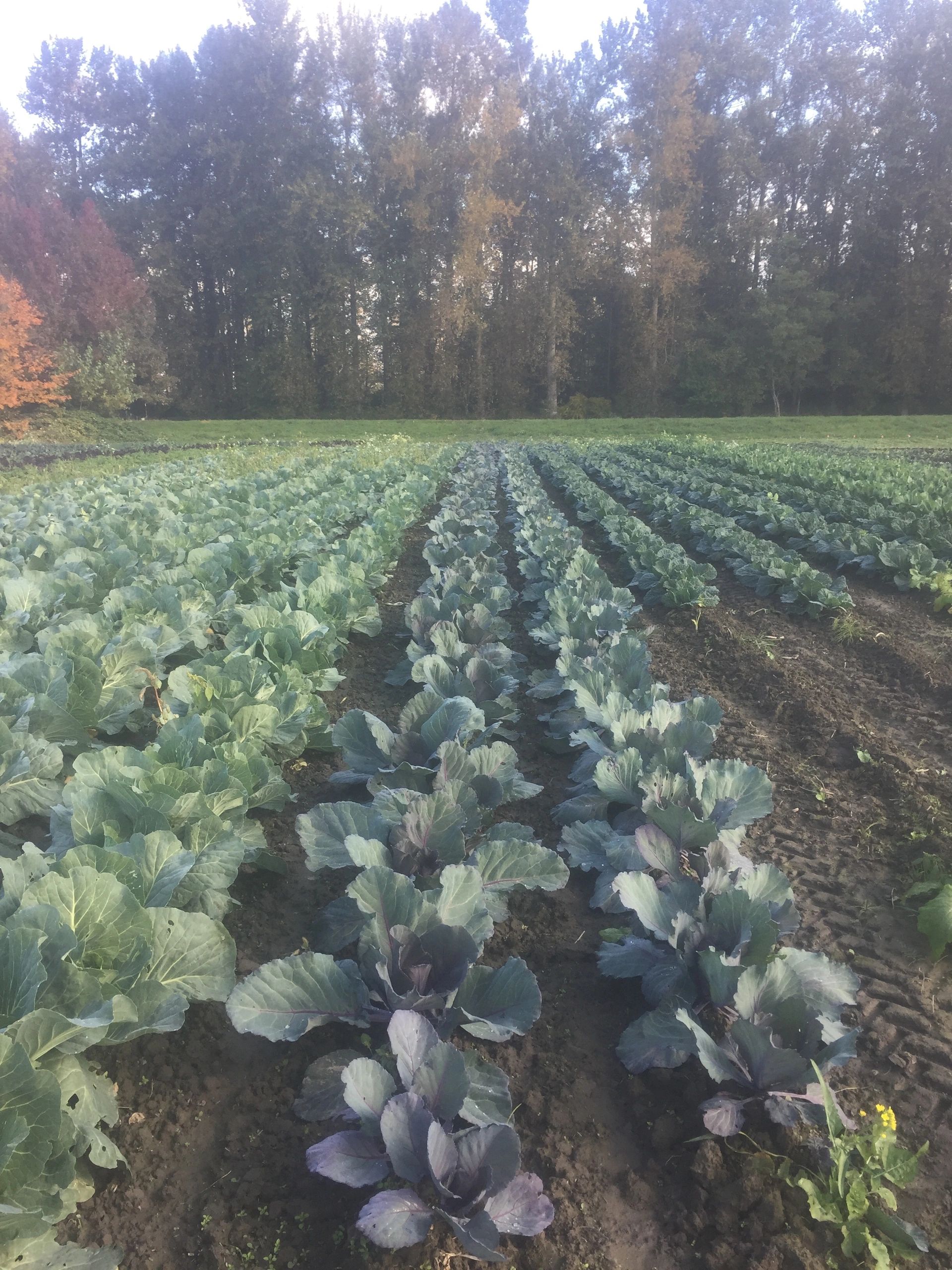 Terra Verde Farm LLC - Organic Farm, Upick