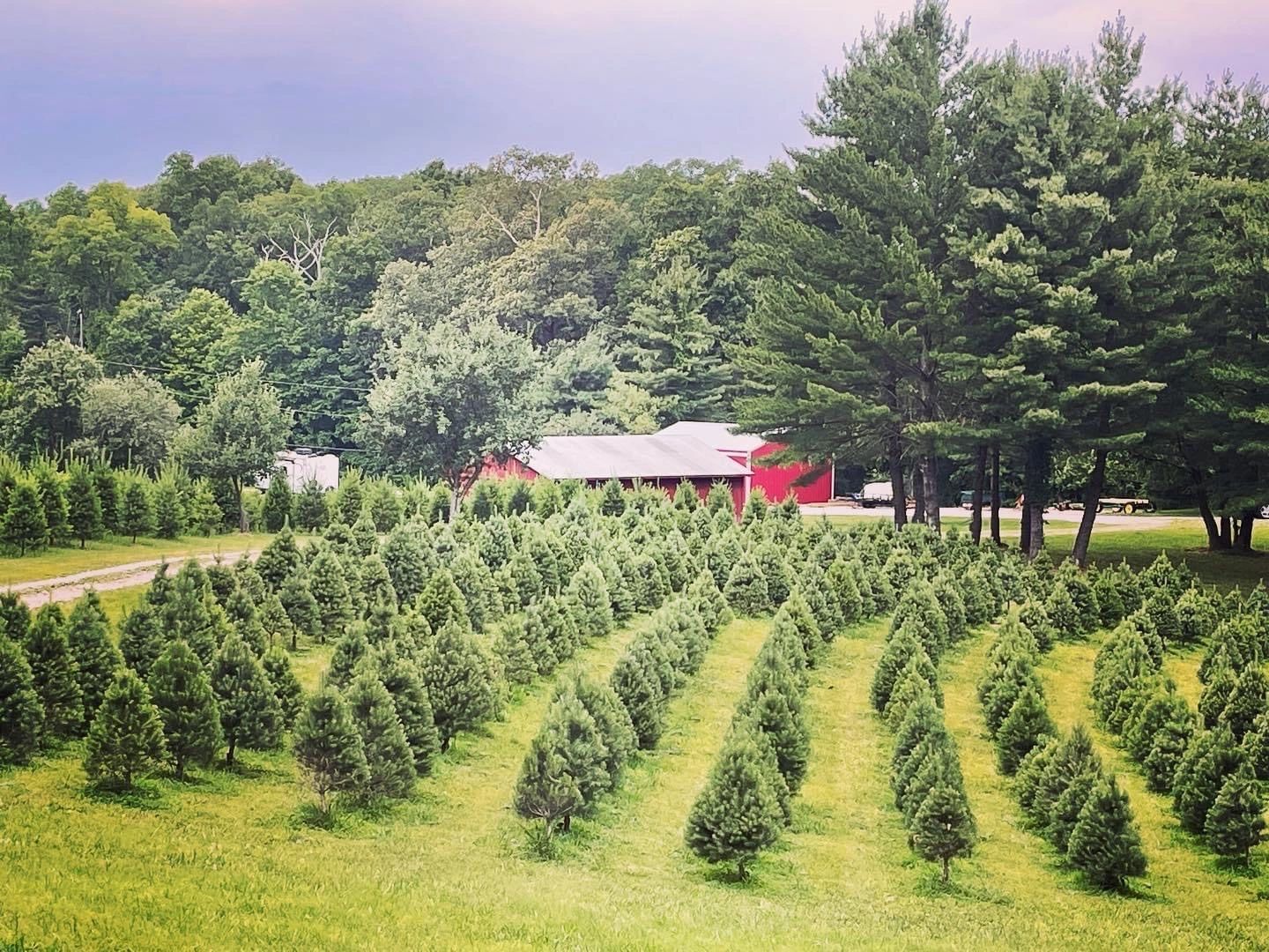 Columbus, Indiana Christmas Tree Farm | Genth Tree Farm