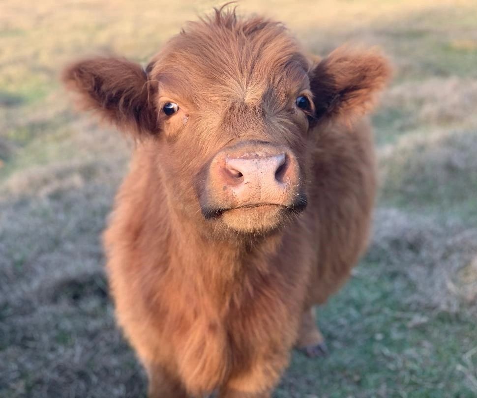 Miniature Cows for Sale - Shady Grove Mini's