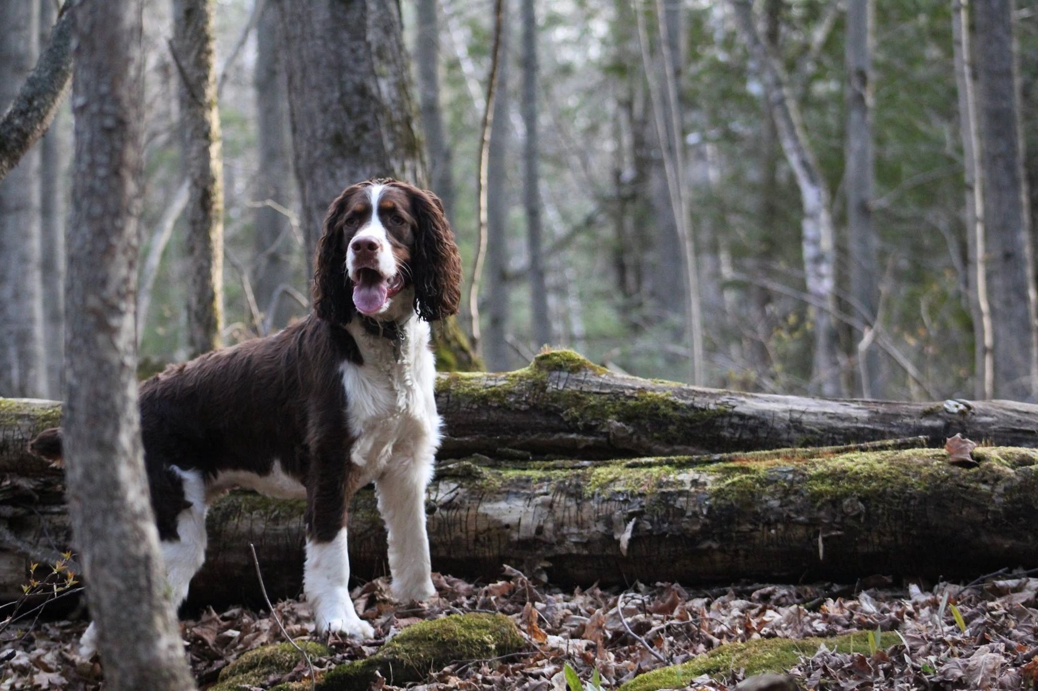 Montessaurus Puppy School - Puppy Classes, Dog School, Dog Behavior
