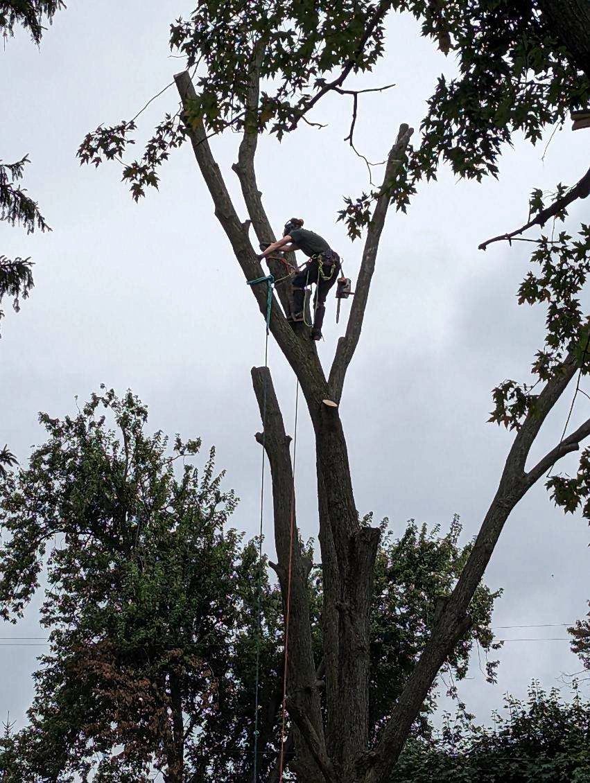 Dunham Tree Care