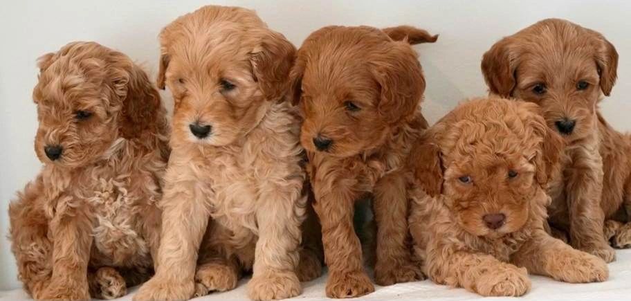 Australian Labradoodles - Kings Lane Labradoodles