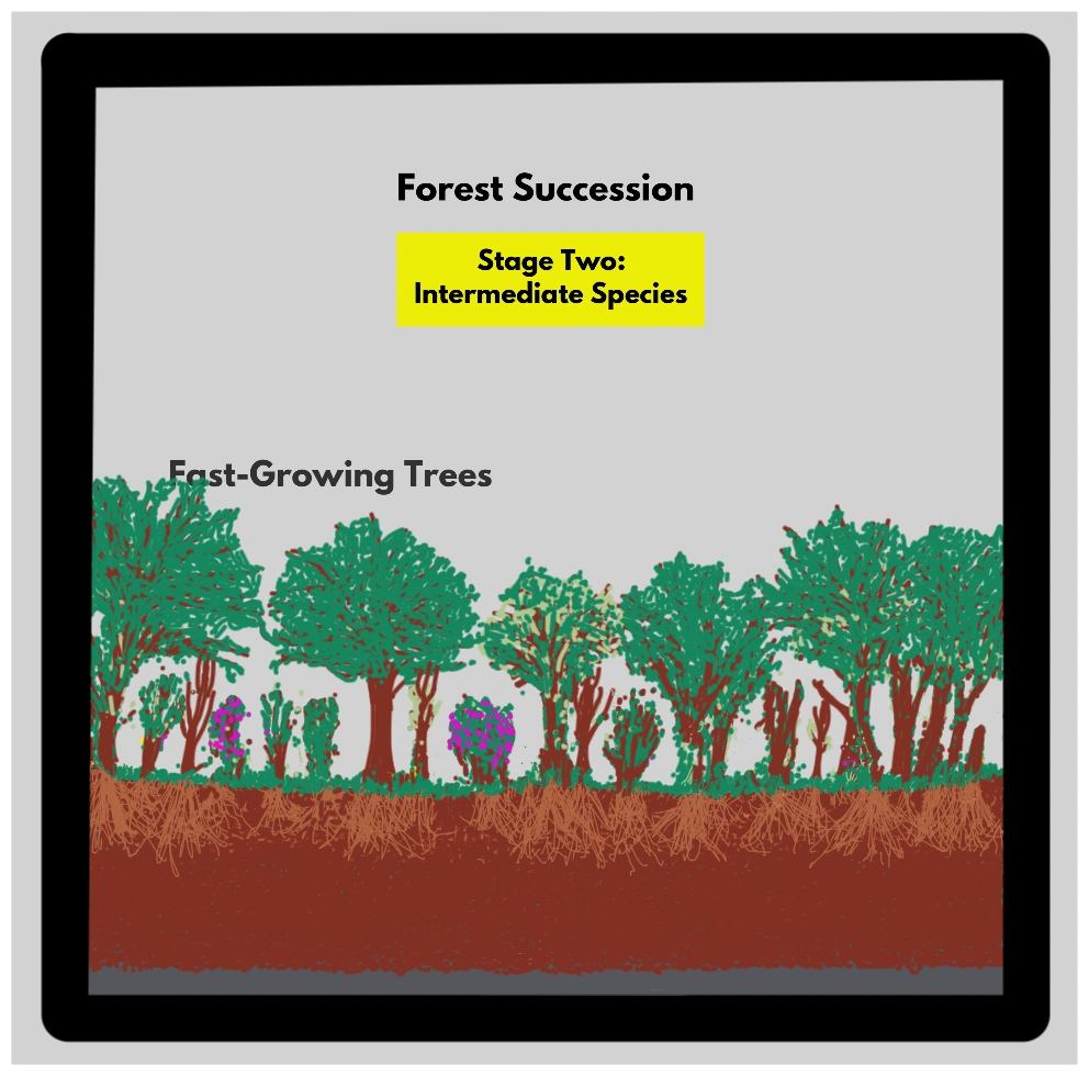 Forest Slump: why your life is harder than it needs to be