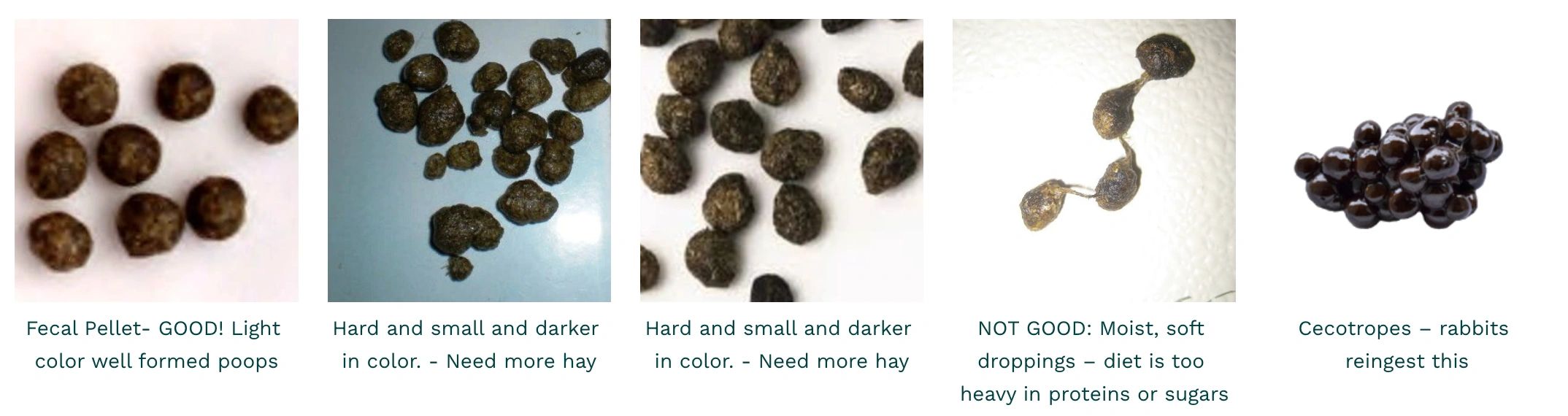 The Scoop on Poop: Cecotropes