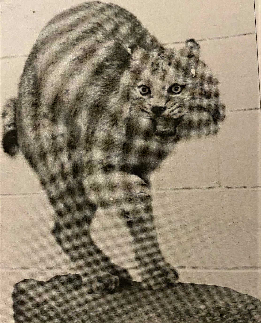Gardner Wildcat turns 100 this weekend