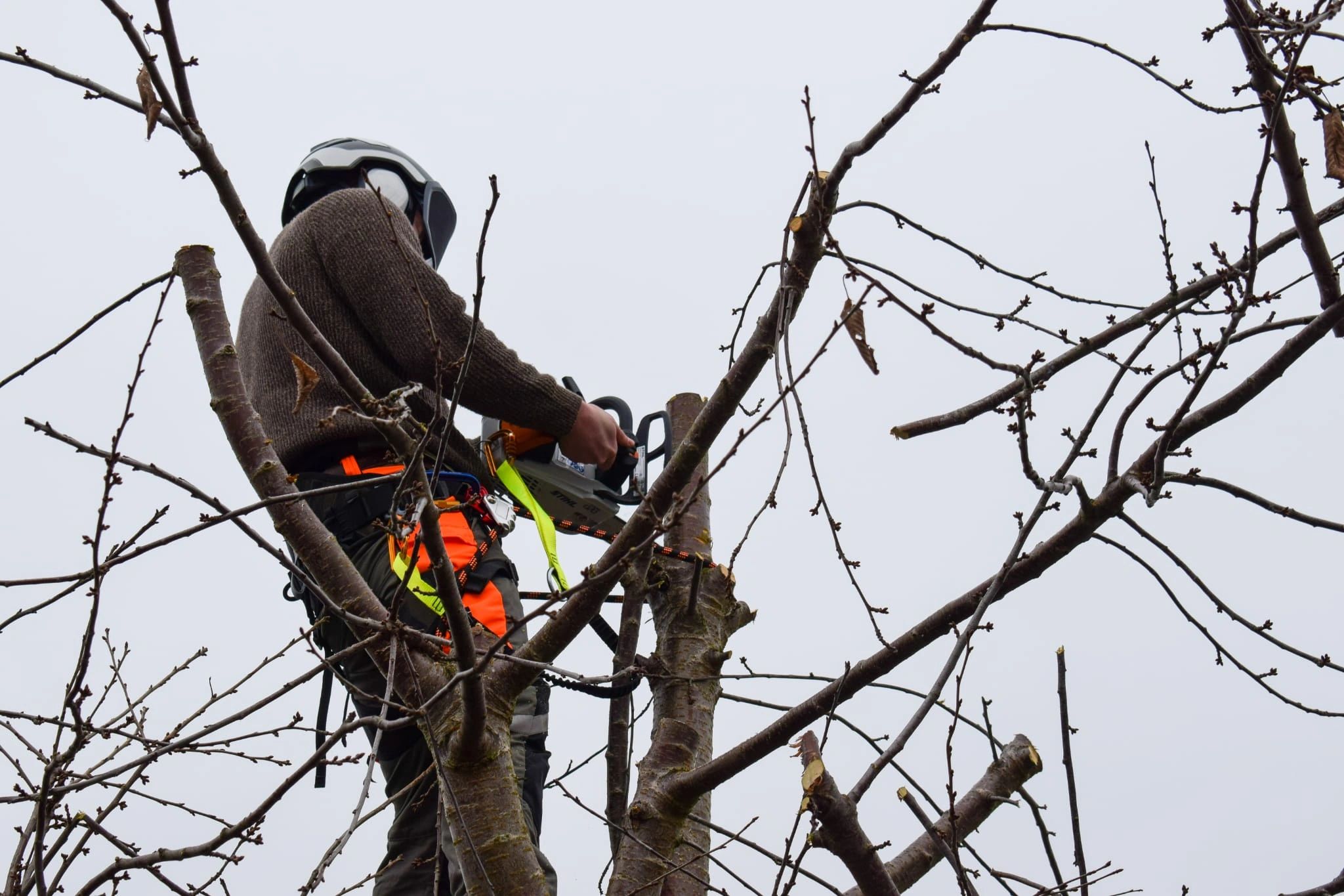 Oakwood tree surgery - Home