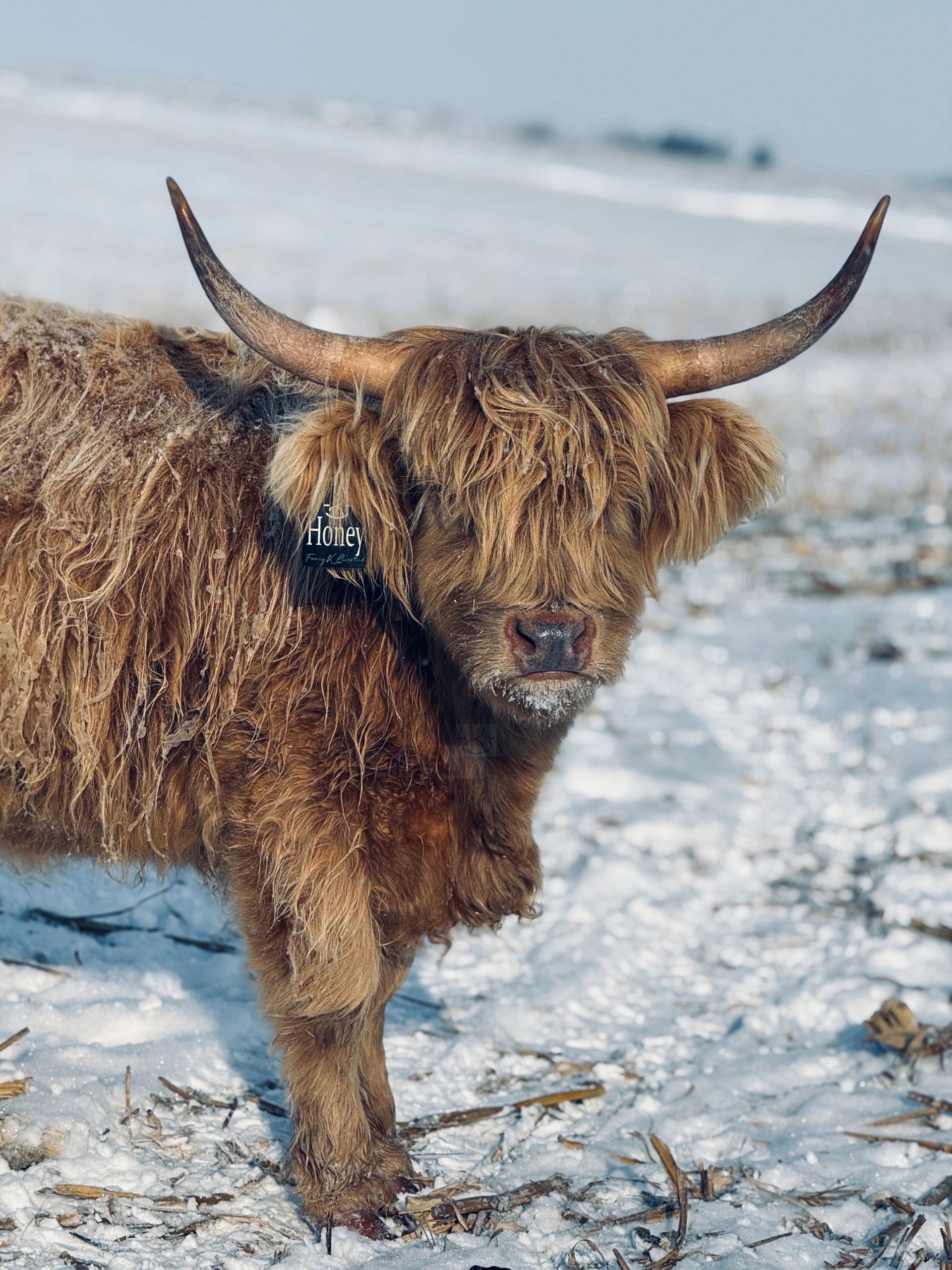 Fancy K Livestock