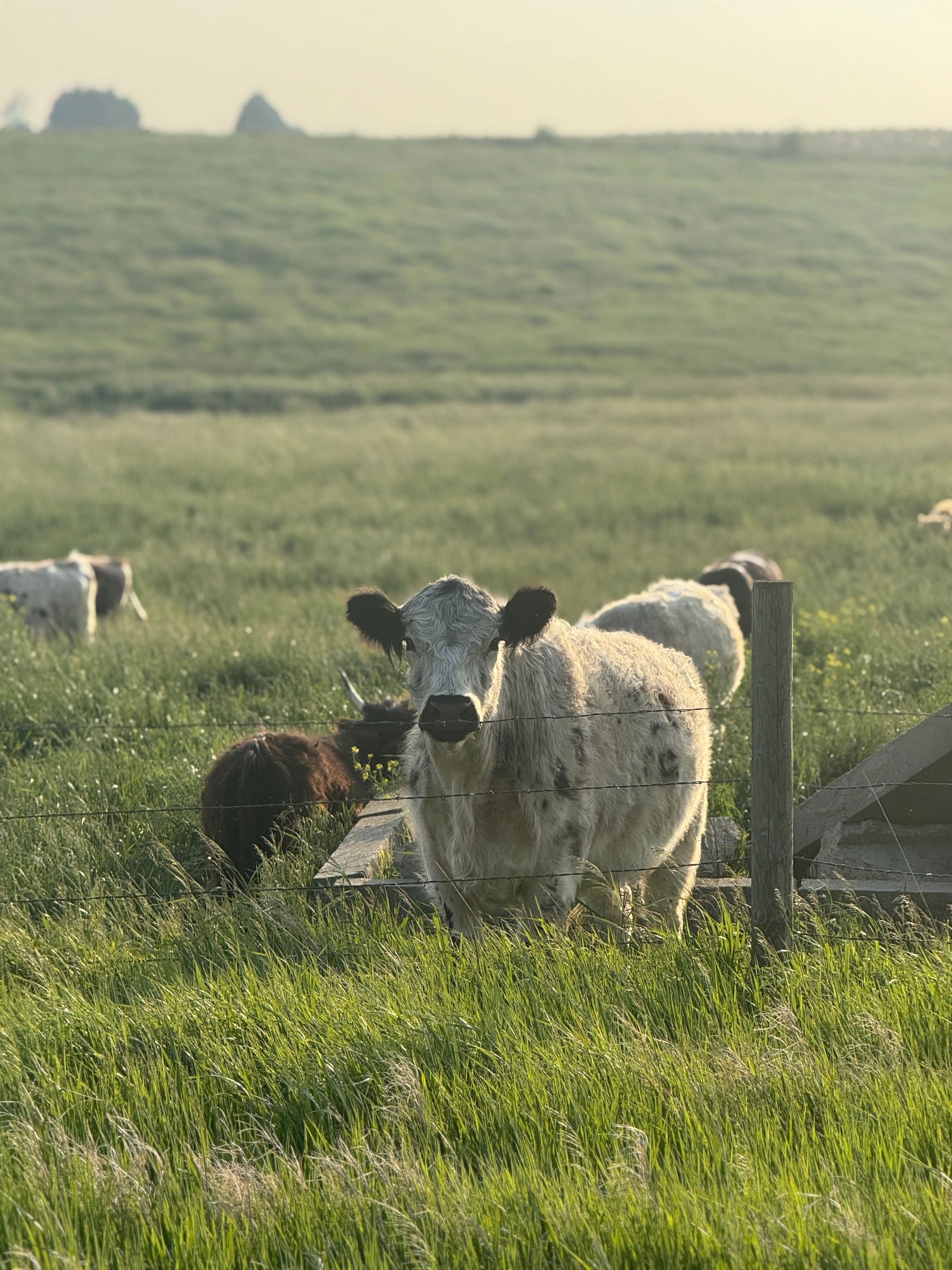 Calves | Fancy K Livestock