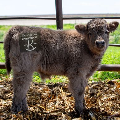 Calves | Fancy K Livestock