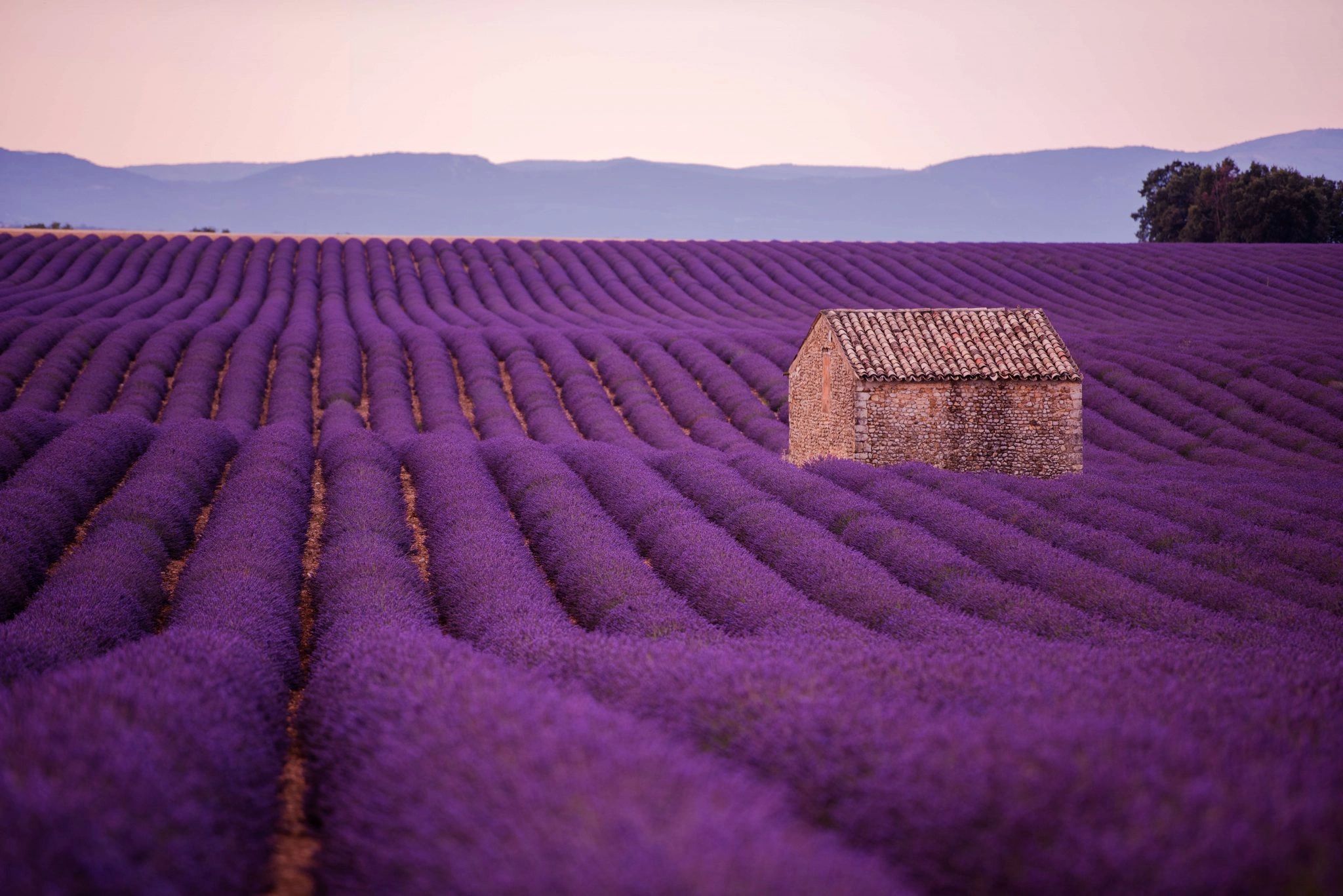 Purple Flower Farms