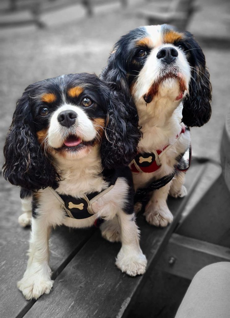 Home from Home Dog Boarding Near Me | The Cav Club