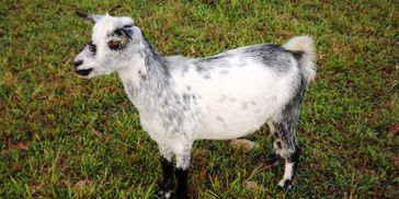 Nigerian Dwarf Goats