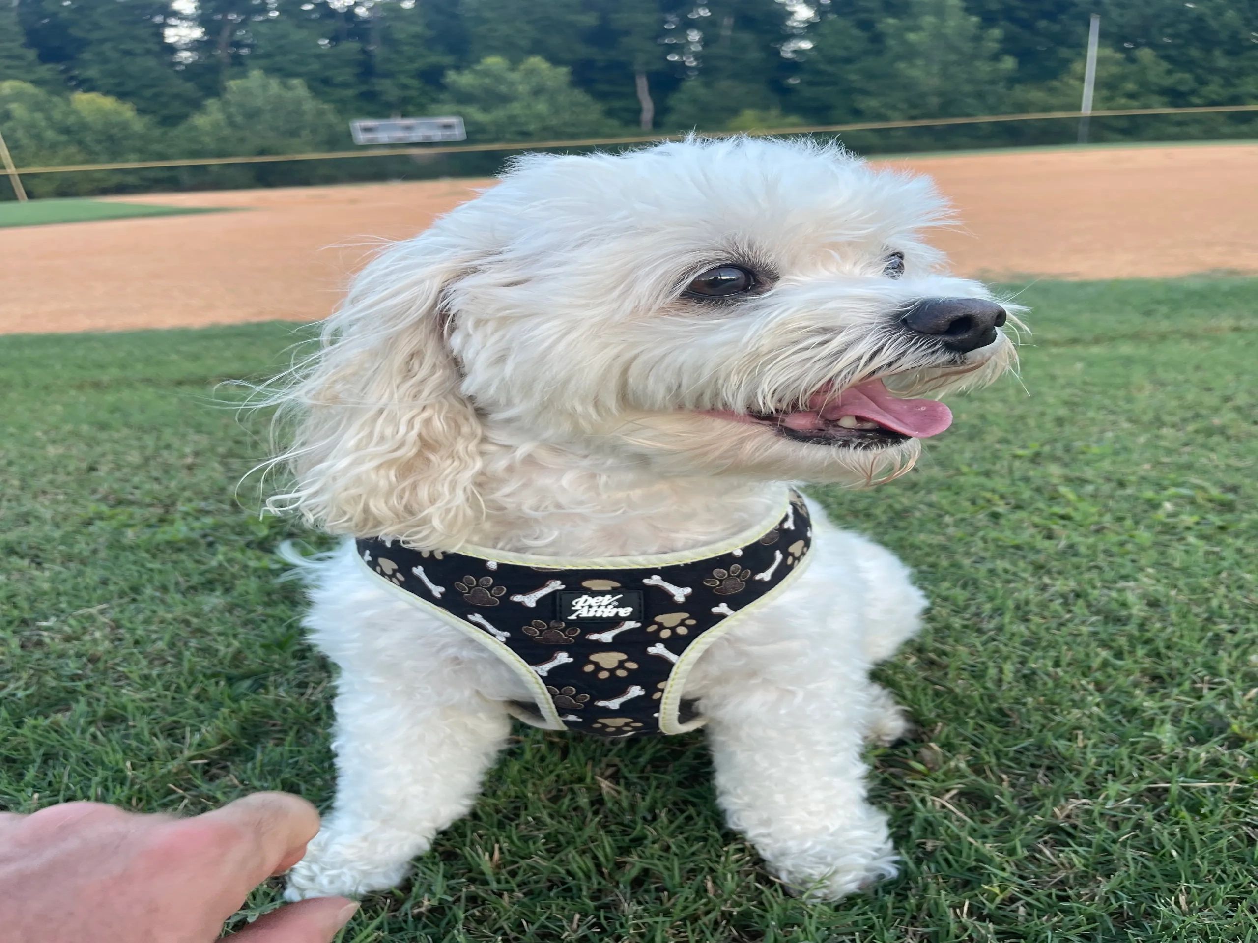 Non-Profit Dog Rescue